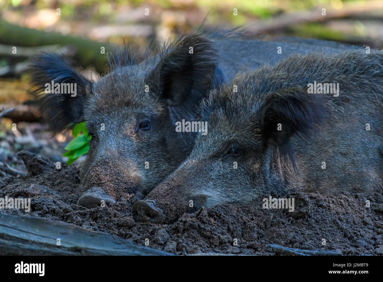 Wild boar, Sus scrofa, two animals, Hesse, Germany Stock Photo - Alamy