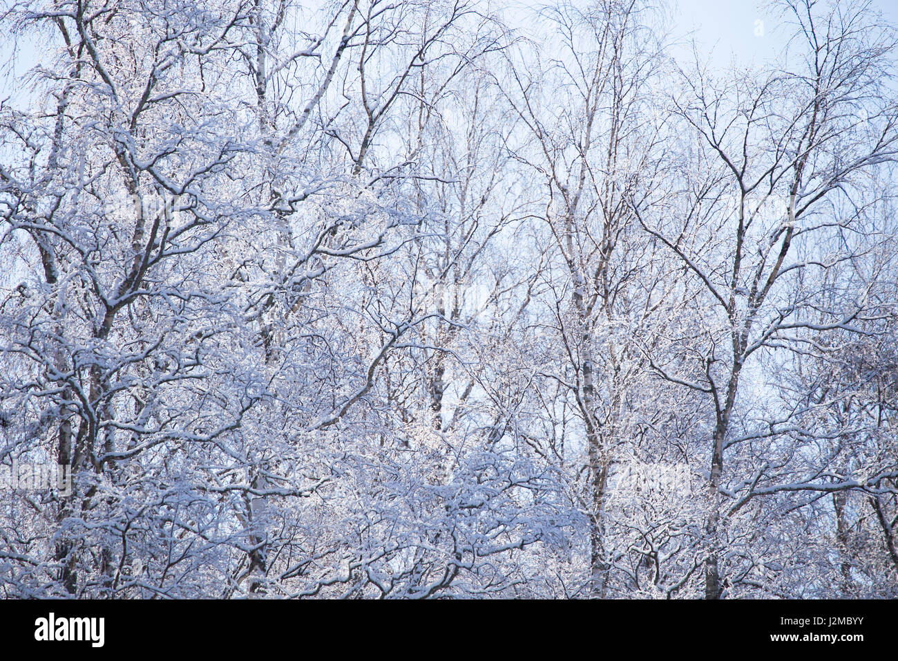 Beautiful snow covered trees with blue sky Stock Photo - Alamy
