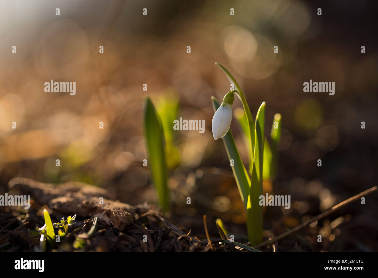 Snowdrop in spring morning Stock Photo - Alamy