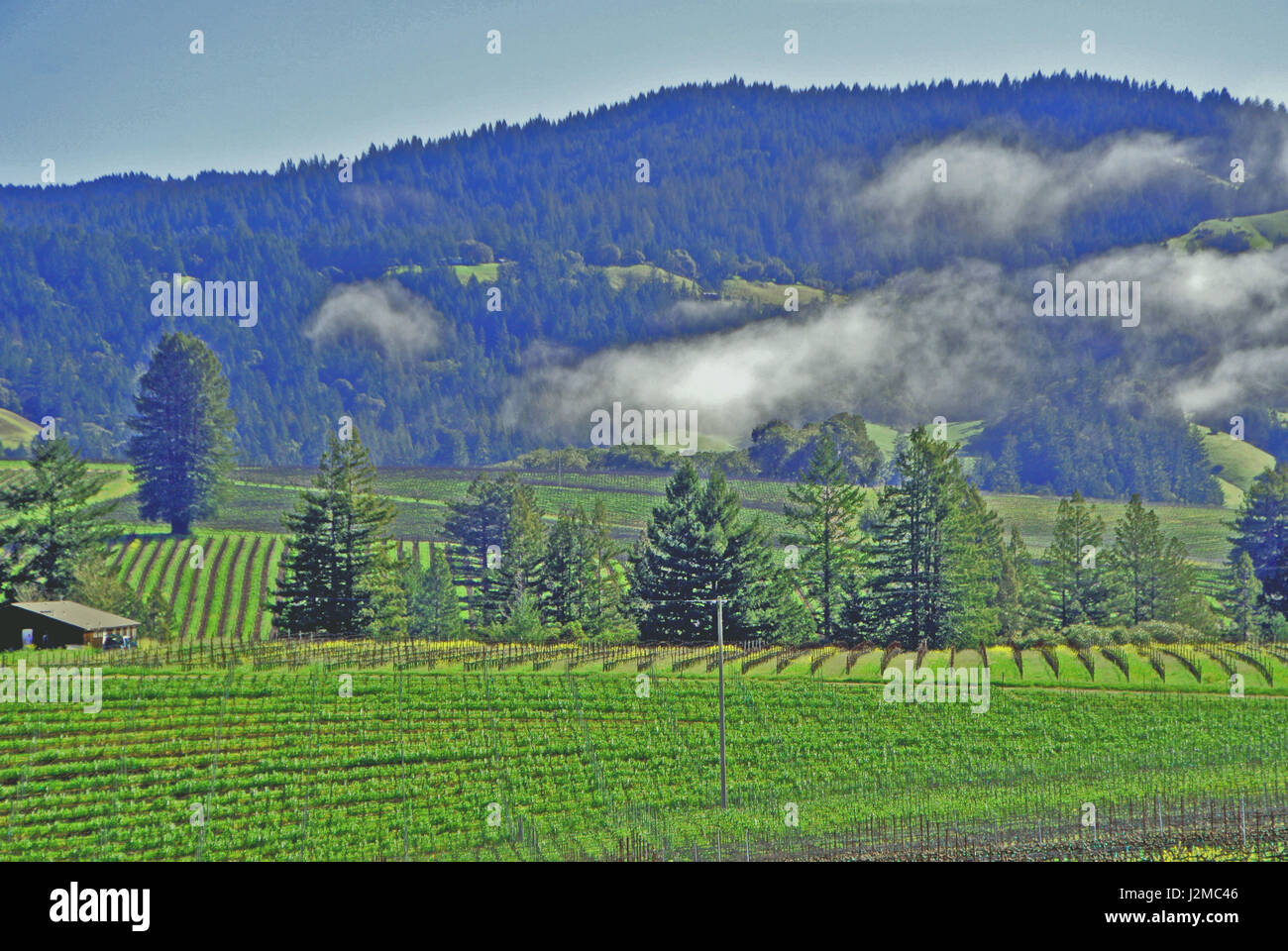 Anderson county vineyards hi-res stock photography and images - Alamy