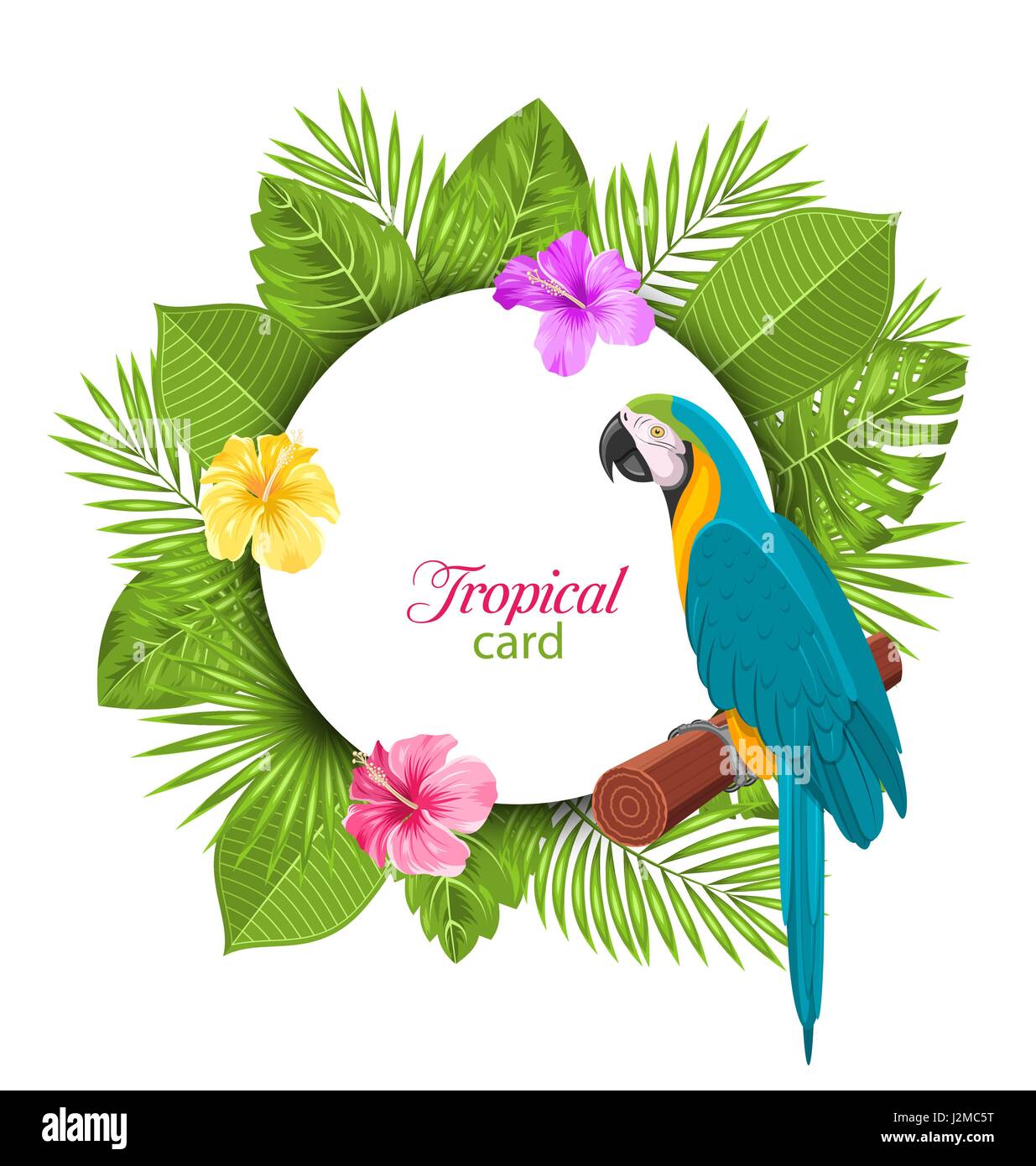 Beautiful card parrot ara hi-res stock photography and images - Alamy