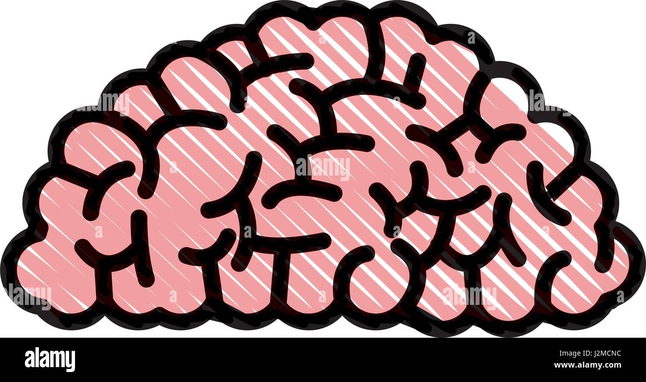 drawing brain human organ memory Stock Vector Image & Art - Alamy