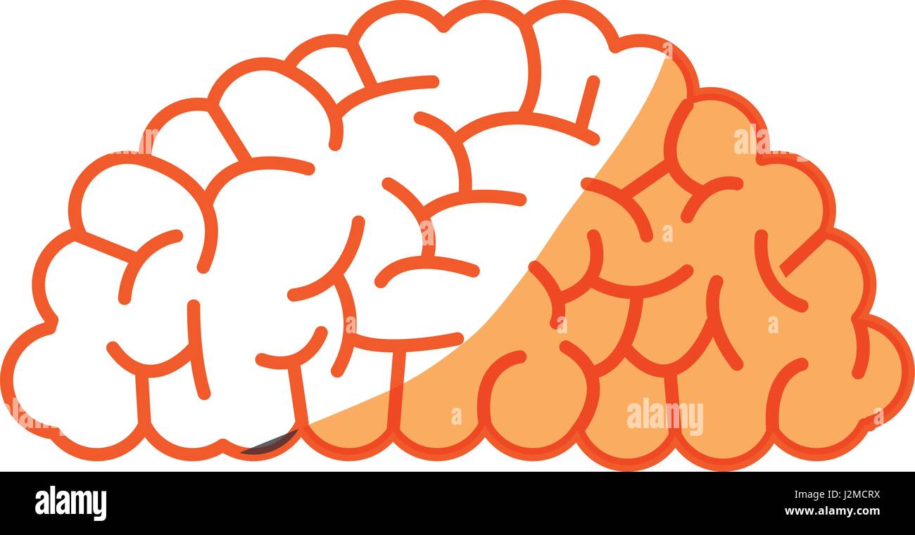 brain human organ memory mind Stock Vector Image & Art - Alamy