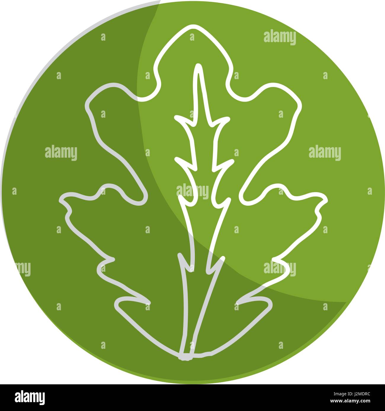 sticker delicious leaf lettuce organ food Stock Vector Image & Art - Alamy