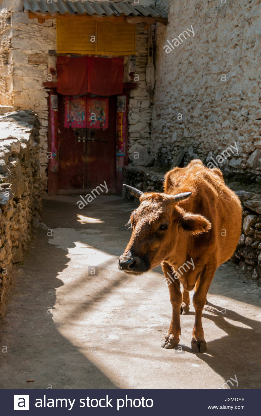 Tibetan Cow Stock Photos & Tibetan Cow Stock Images - Alamy