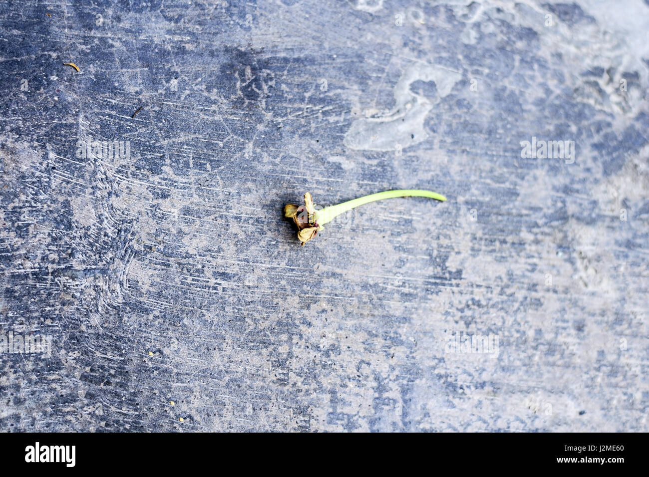 A crashed flower on a rough surface Stock Photo - Alamy