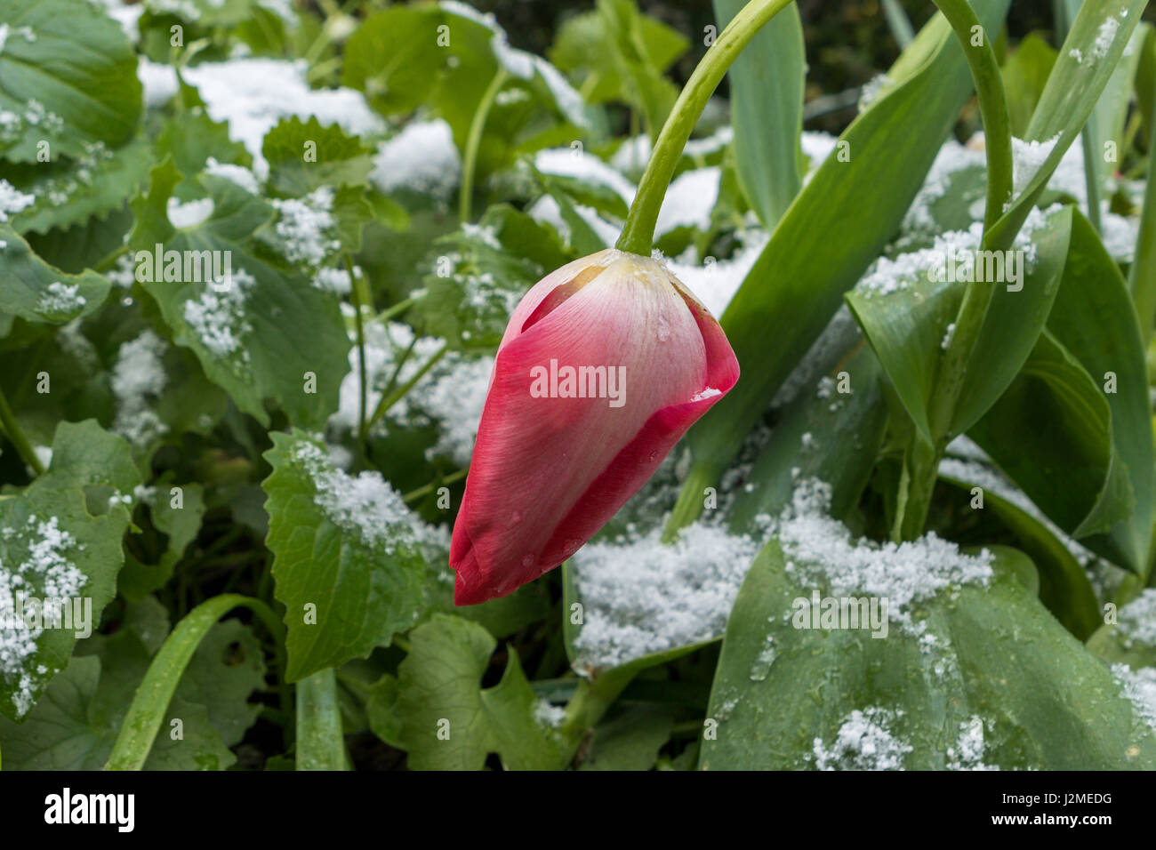 Frostbitten plants hi-res stock photography and images - Alamy