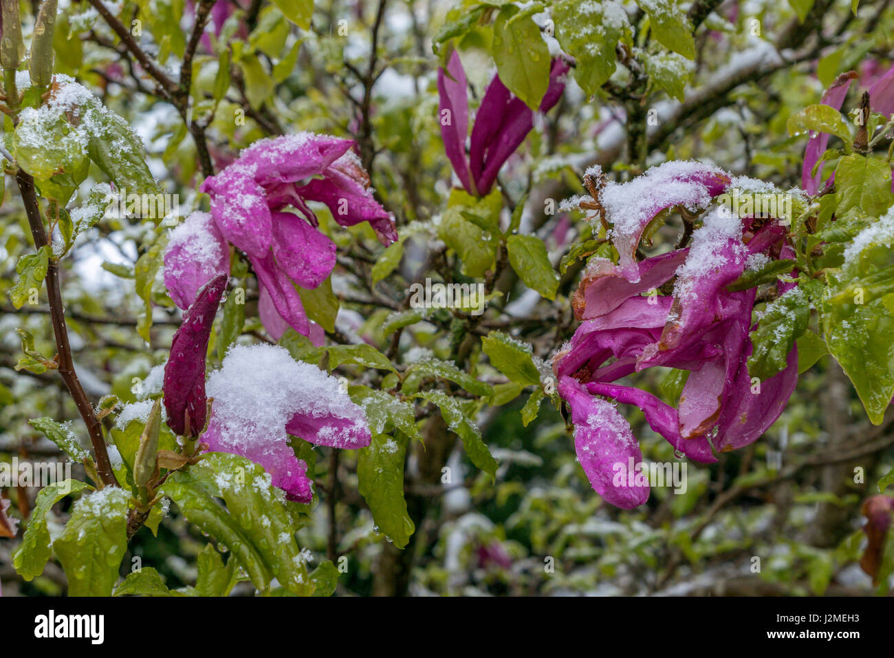 Fruit bloom covered with snow hi-res stock photography and images - Alamy