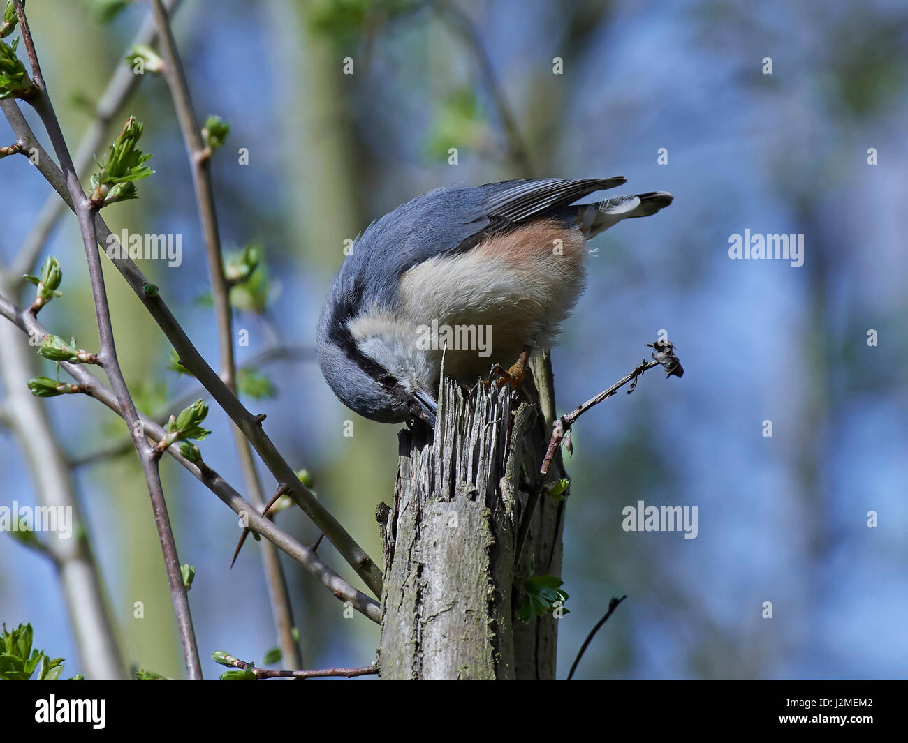 Eurasian nuthatch in habitat hi-res stock photography and images - Alamy