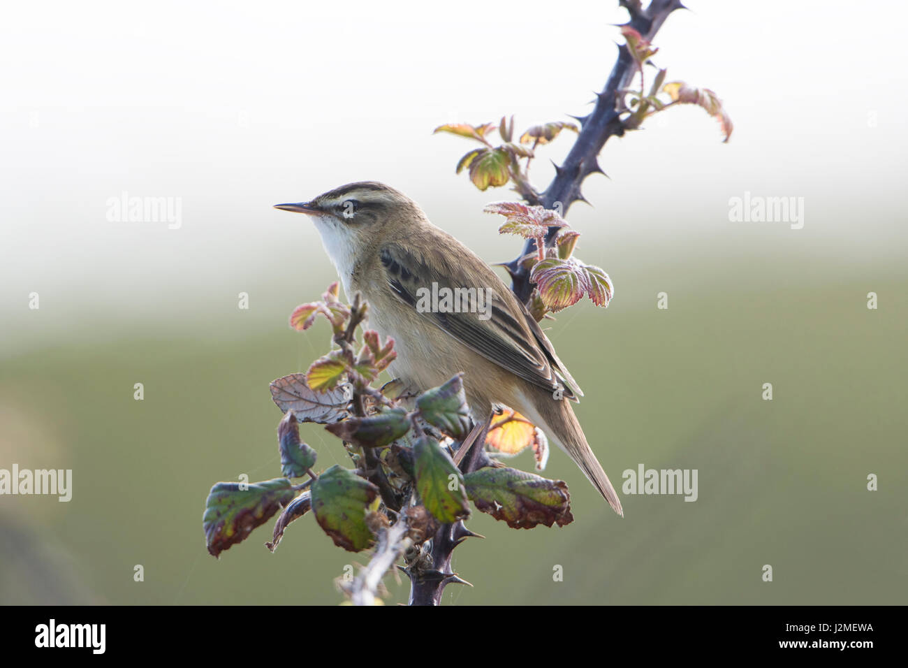 A Sedge Warbler (Acrocephalus schoenobaenus) singing from scrub to ...