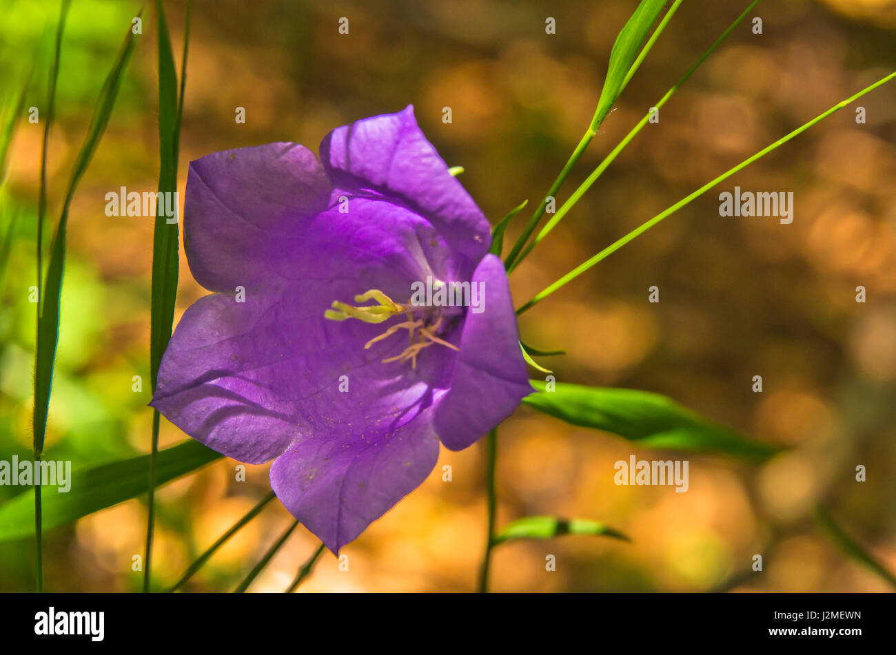 Beautiful wild mountain purple flower in forest shadow, east Serbia ...