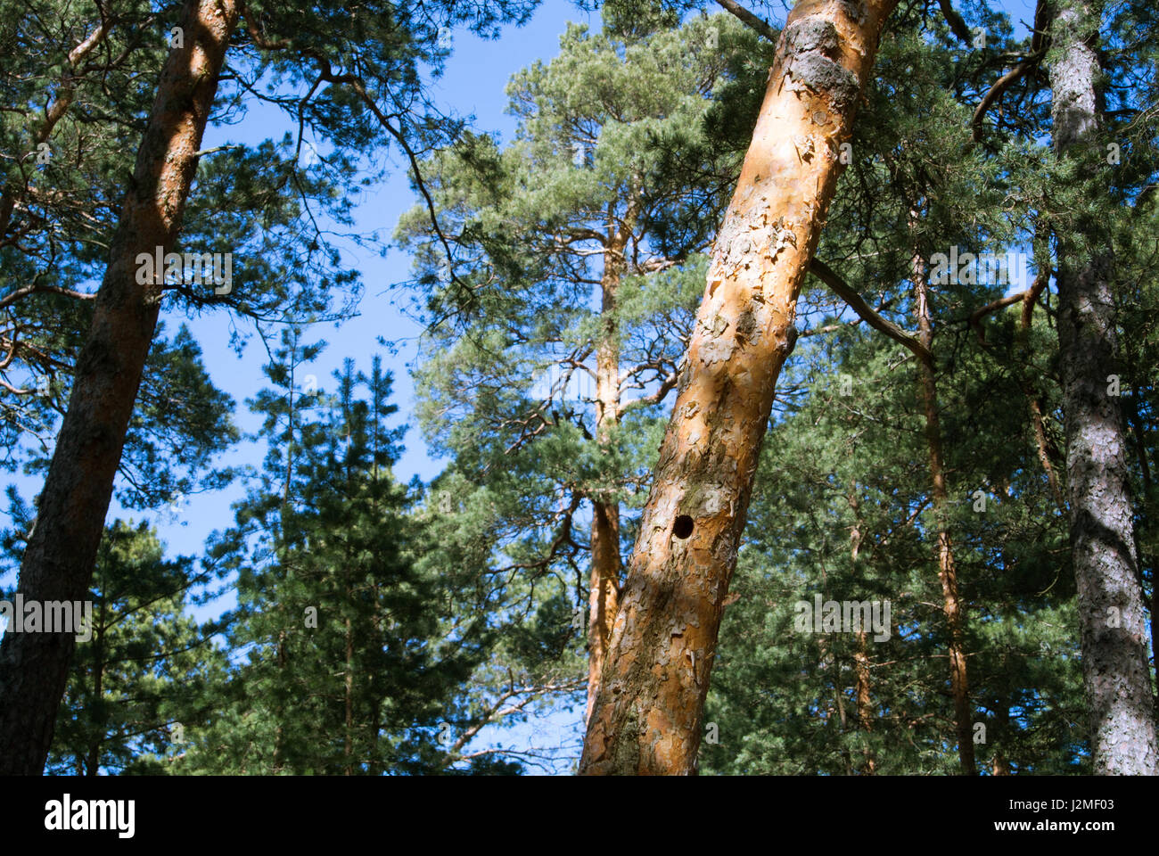 A pine tree with a hollow in the trunk, a pine forest at Baltic sea ...