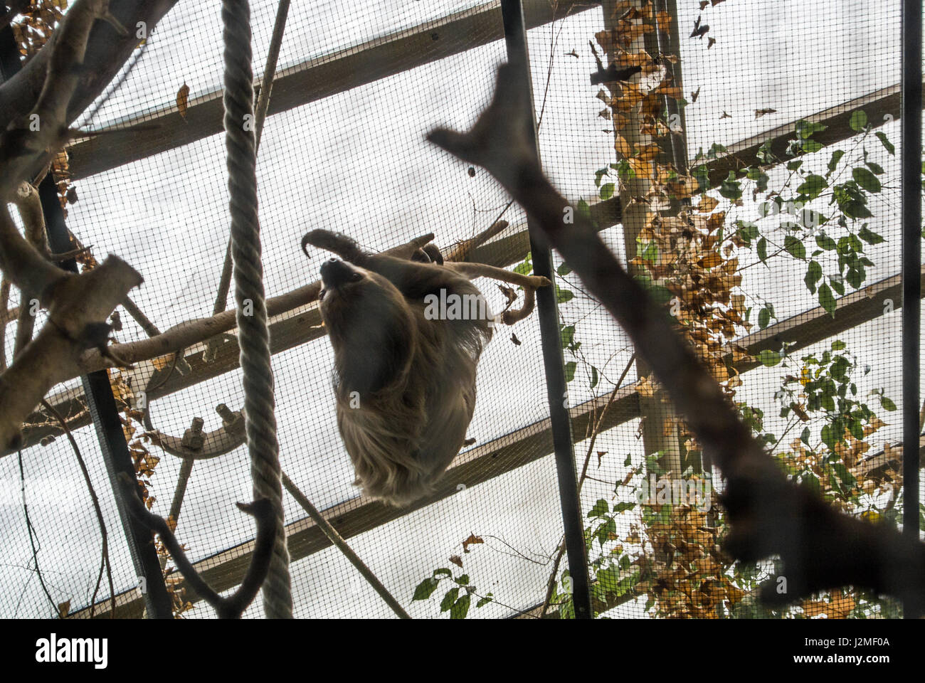A Linnaeus's two-toed sloth (Choloepus didactylus) behind the lattice ...