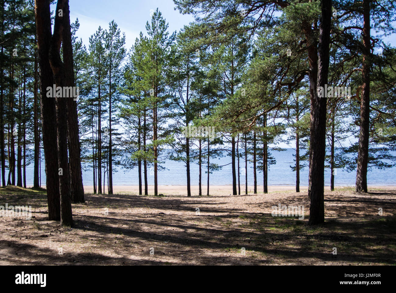 Baltic sea coast, pine trees and a sand shore on summer sunny day near ...