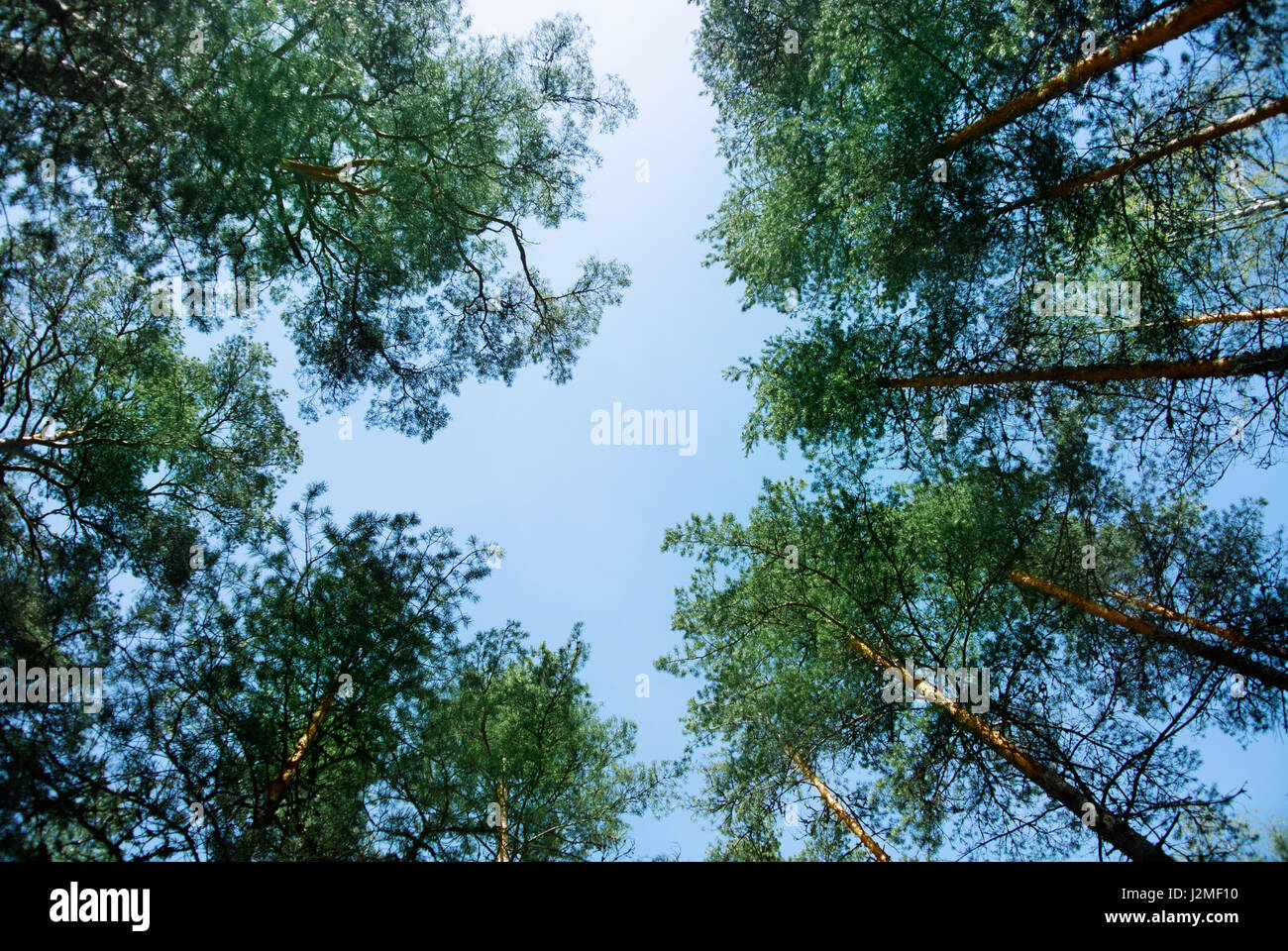 Upper branches of green pine trees at the forest near baltic coast, St ...