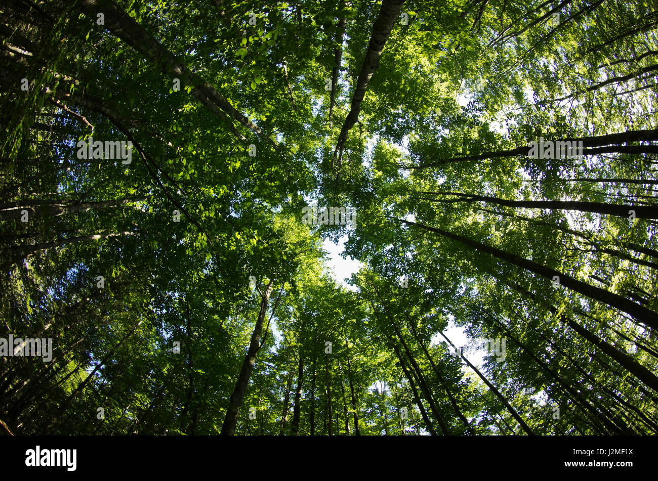 Dense forest scene tree branches hi-res stock photography and images ...