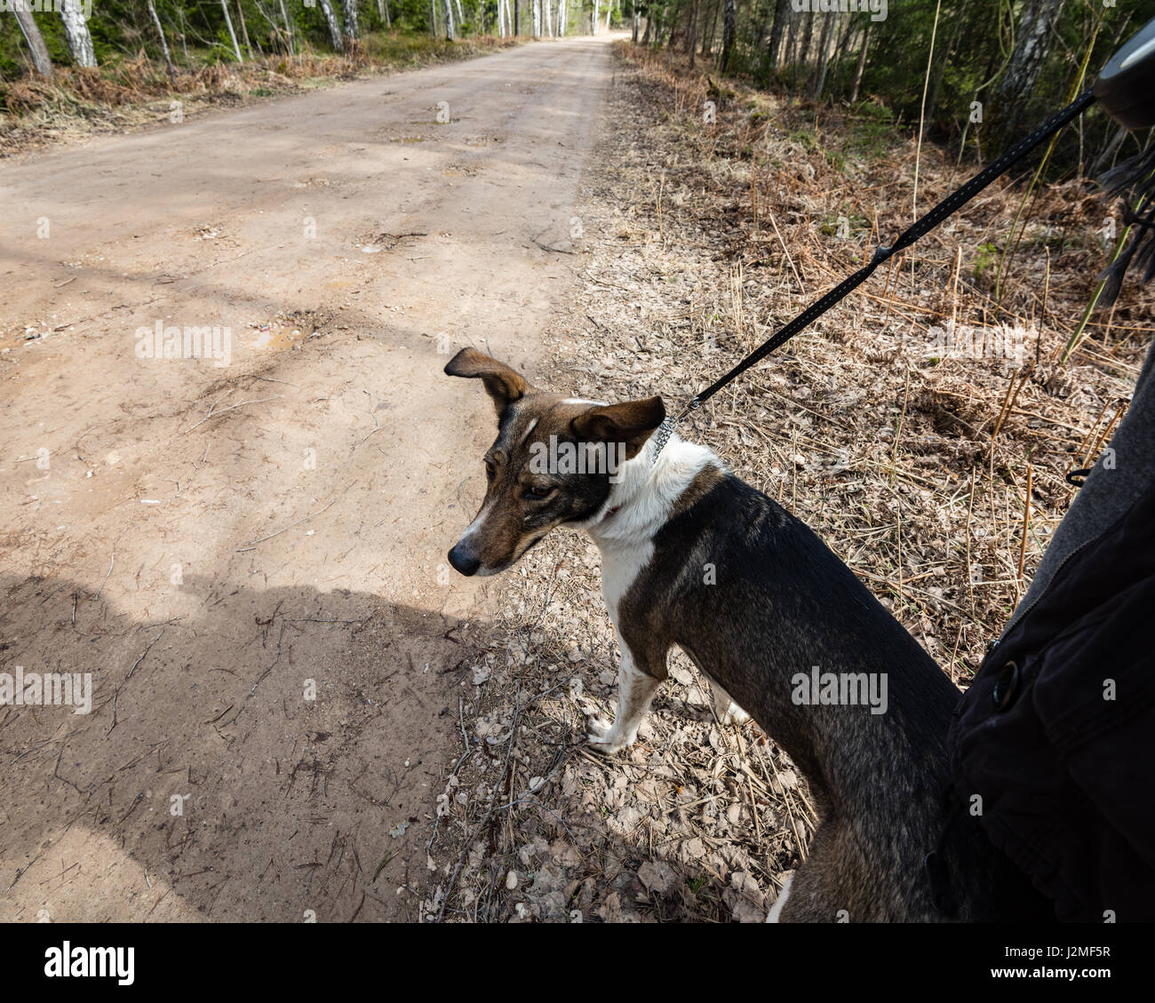 anonymous person with dog and sandy road in background Stock Photo - Alamy