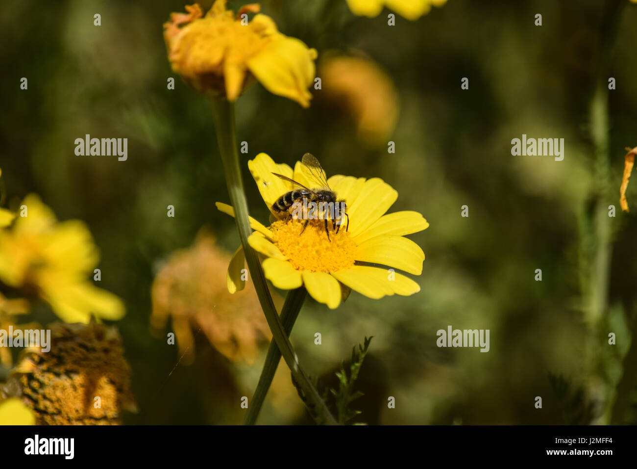 Honey Bee (Apis mellifera) in Attica, Greece Stock Photo - Alamy