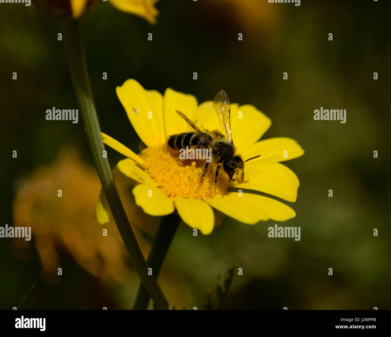 Honey Bee (Apis mellifera) in Attica, Greece Stock Photo - Alamy