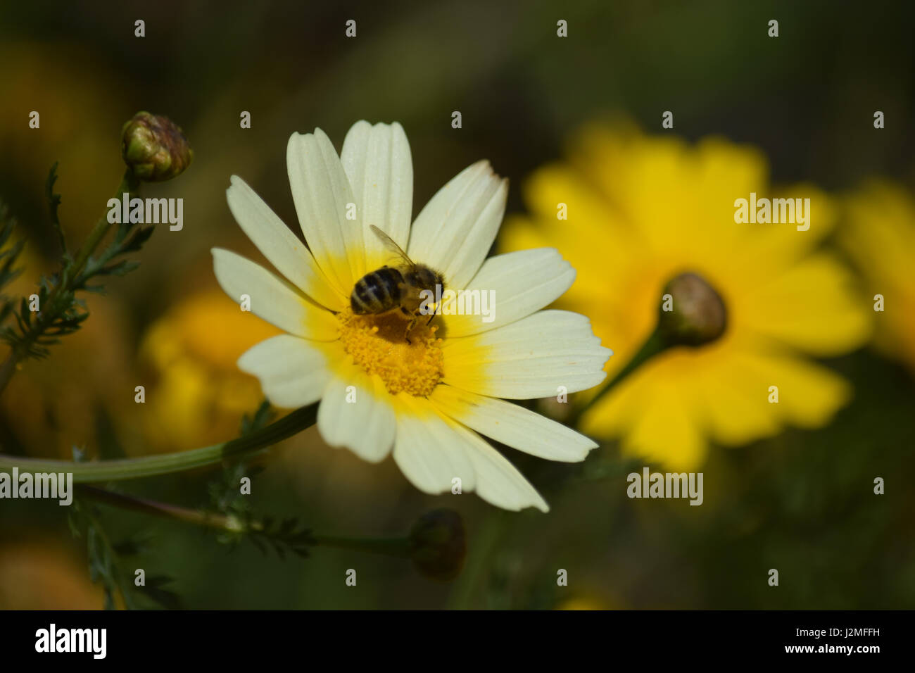Honey Bee (Apis mellifera) in Attica, Greece Stock Photo - Alamy