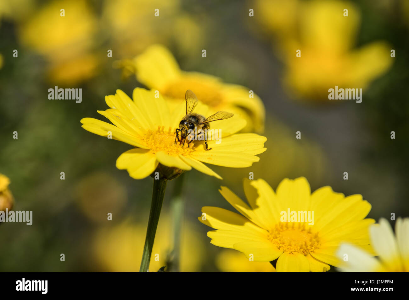 Honey Bee (Apis mellifera) in Attica, Greece Stock Photo - Alamy