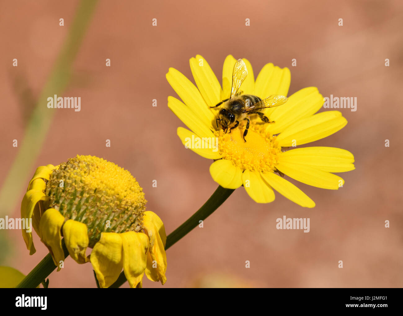 Honey Bee (Apis mellifera) in Attica, Greece Stock Photo - Alamy