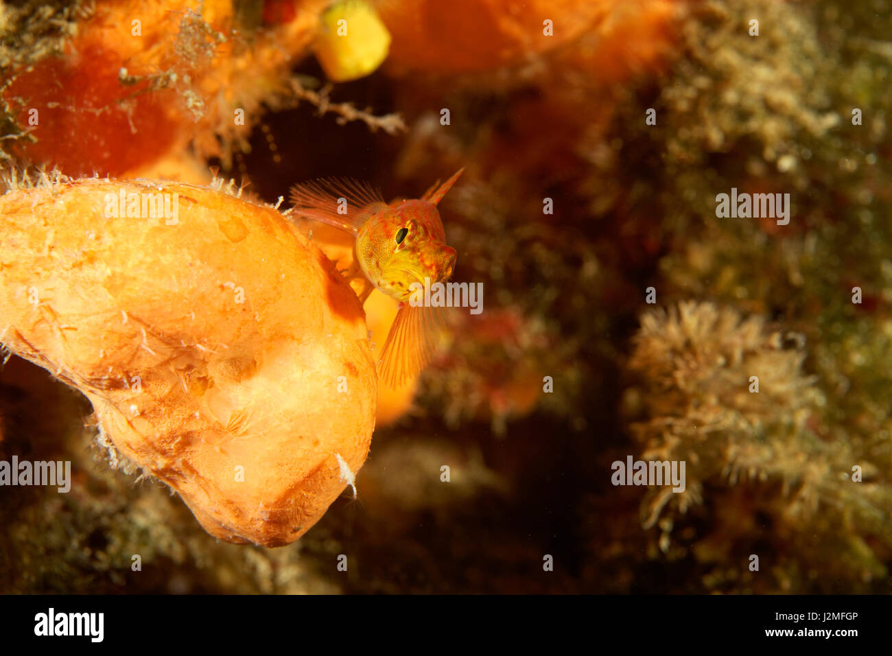 Deep sea benthos hi-res stock photography and images - Alamy