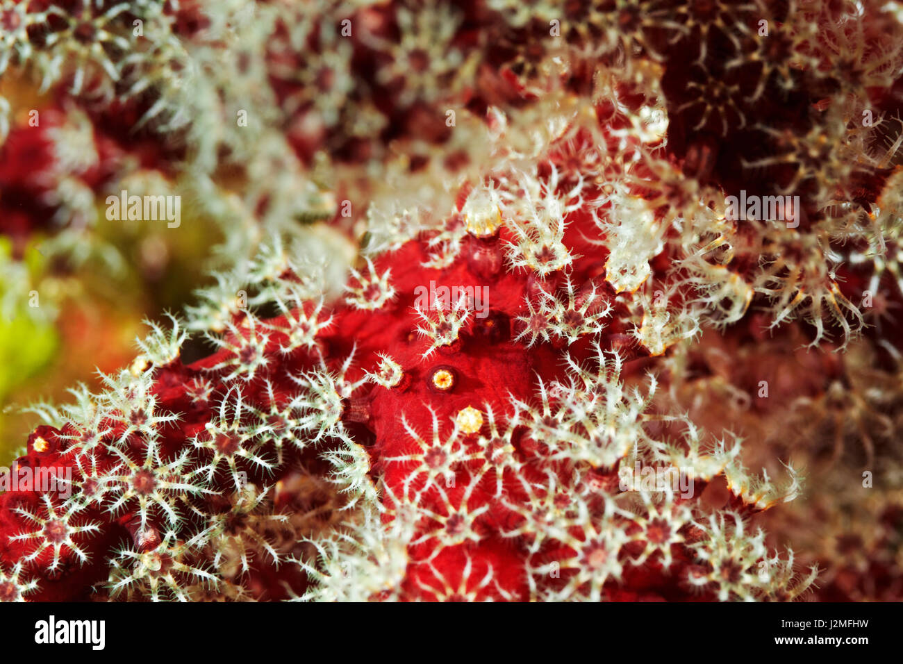 Deep sea benthos hi-res stock photography and images - Alamy