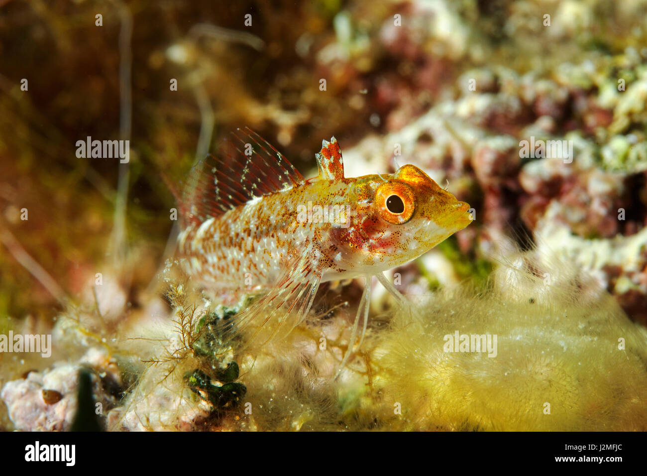 Deep sea benthos hi-res stock photography and images - Alamy