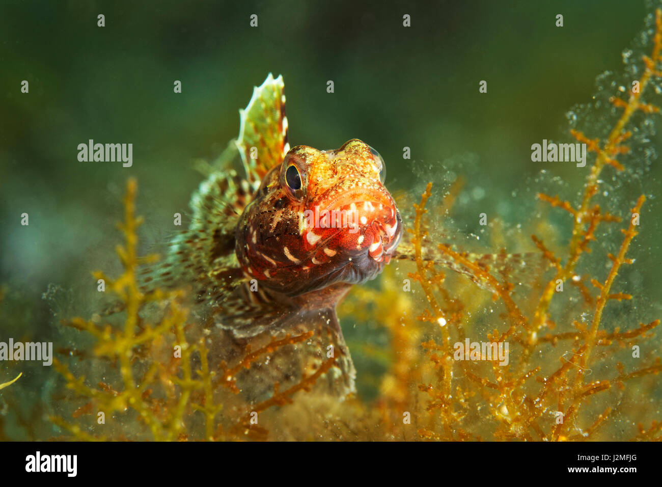 Goby hiding hi-res stock photography and images - Alamy