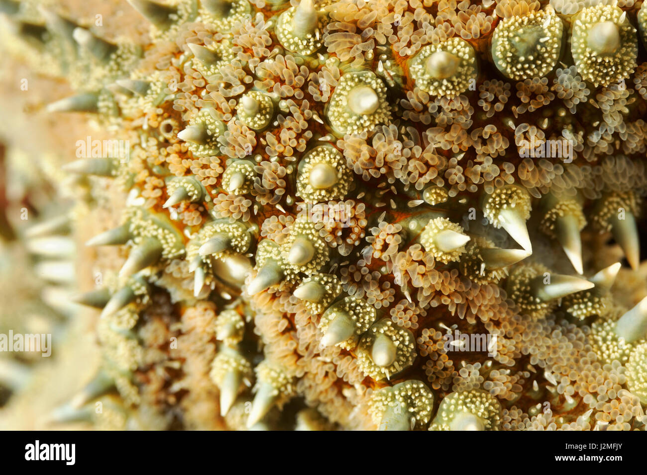 Deep sea benthos hi-res stock photography and images - Alamy