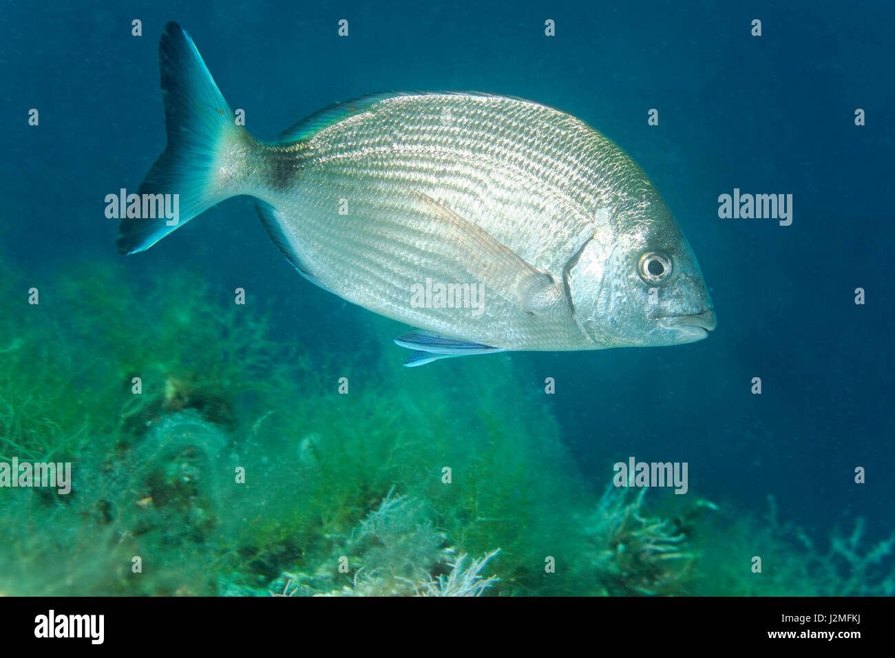 Sargo Stock Photos & Sargo Stock Images - Alamy