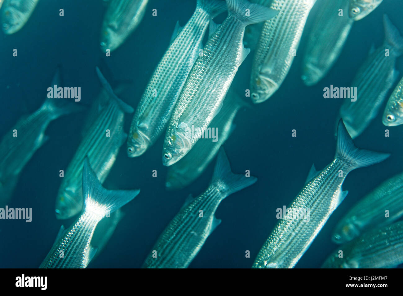 Underwater Cliff Deep High Resolution Stock Photography and Images - Alamy
