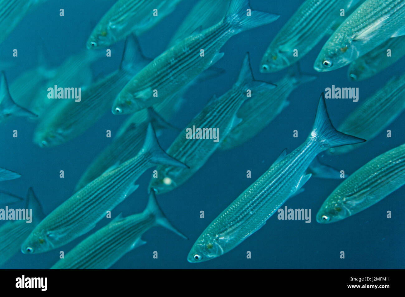 Deep sea benthos hi-res stock photography and images - Alamy