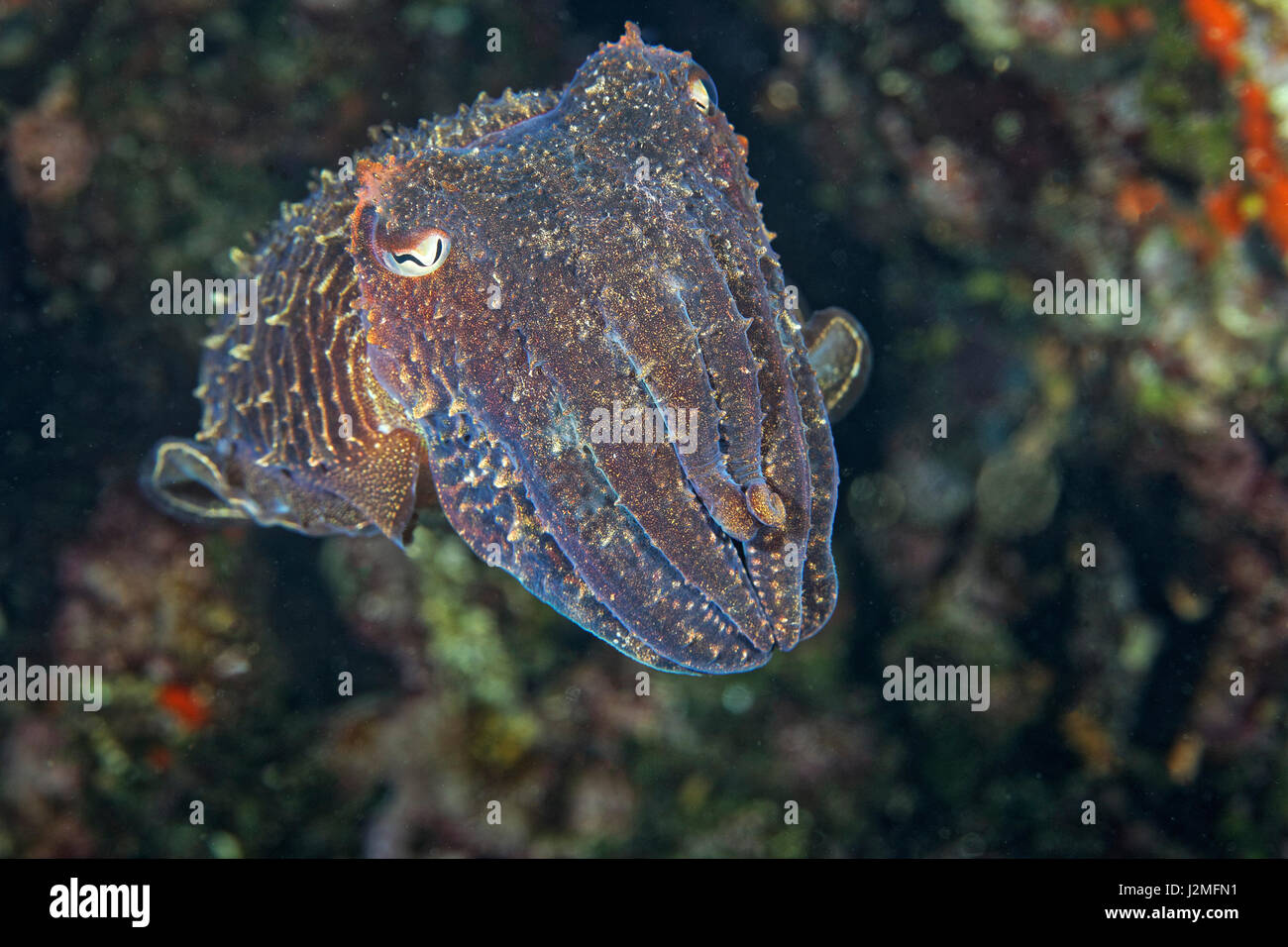 The common cuttlefish in the Adriatic Sea near Pag Island in Croatia ...