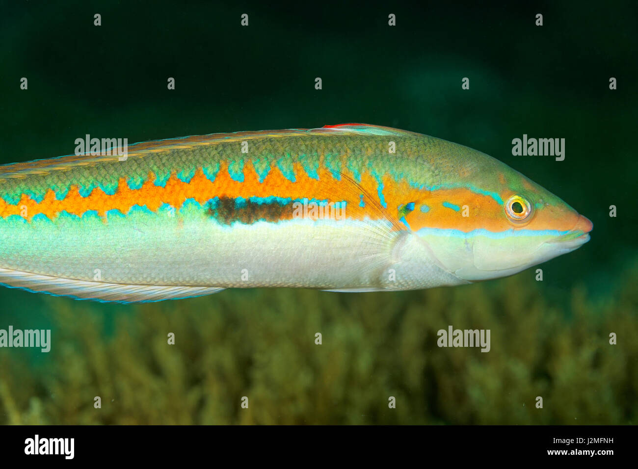 Deep sea benthos hi-res stock photography and images - Alamy