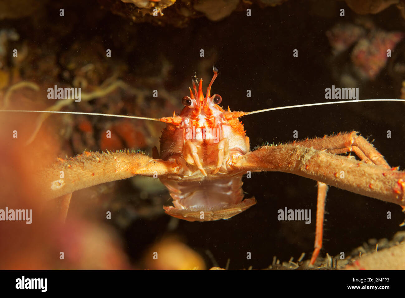 Deep sea benthos hi-res stock photography and images - Alamy