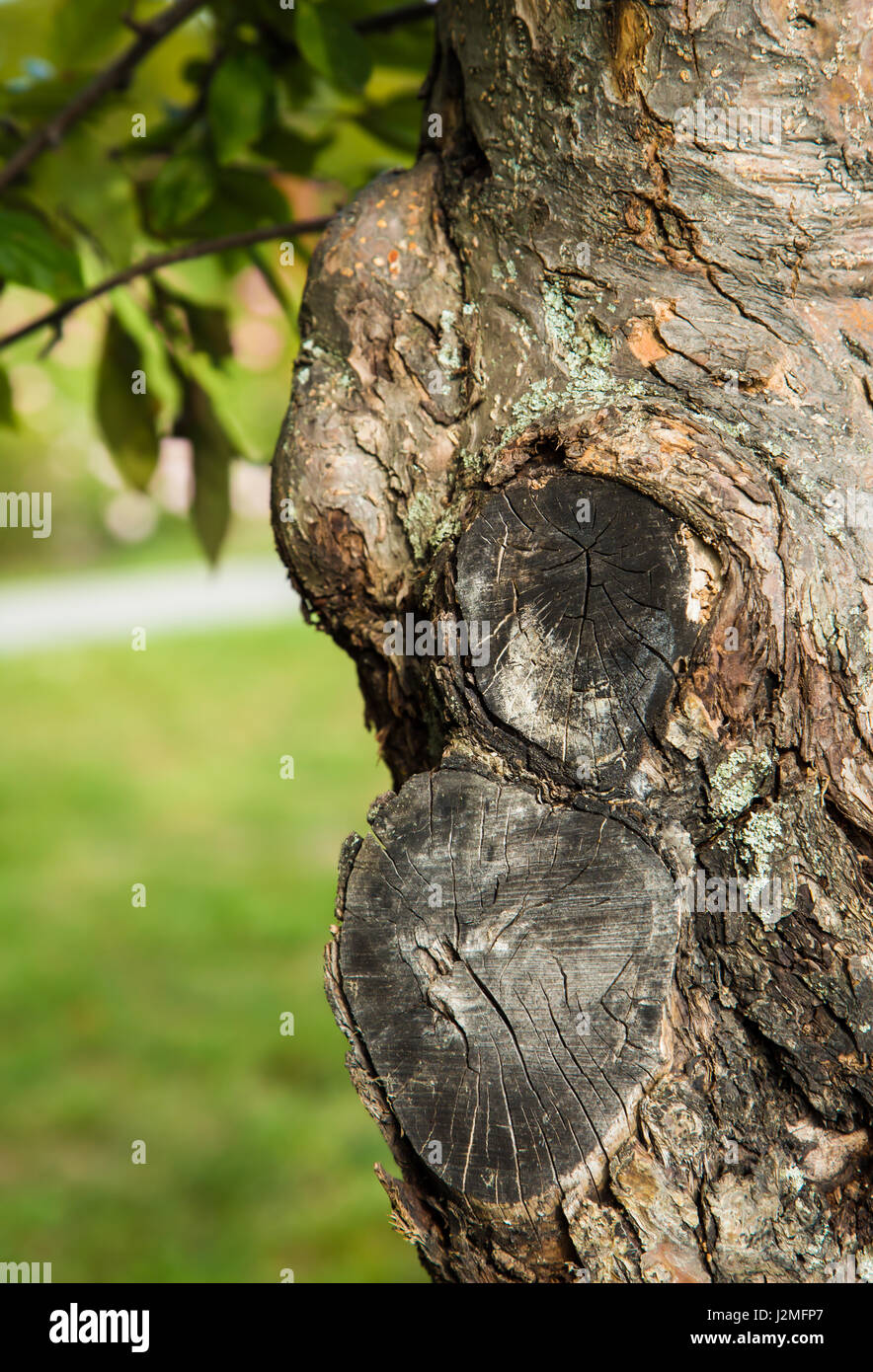 Birch tree root hi-res stock photography and images - Alamy