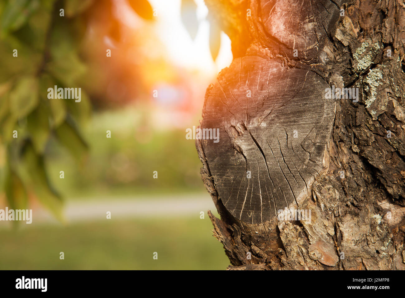 Root of tree Stock Photo - Alamy