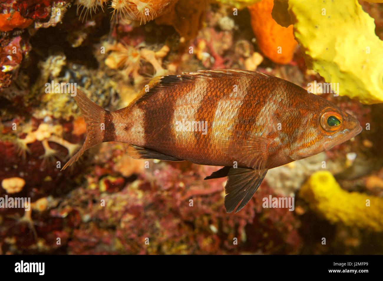 Deep sea benthos hi-res stock photography and images - Alamy