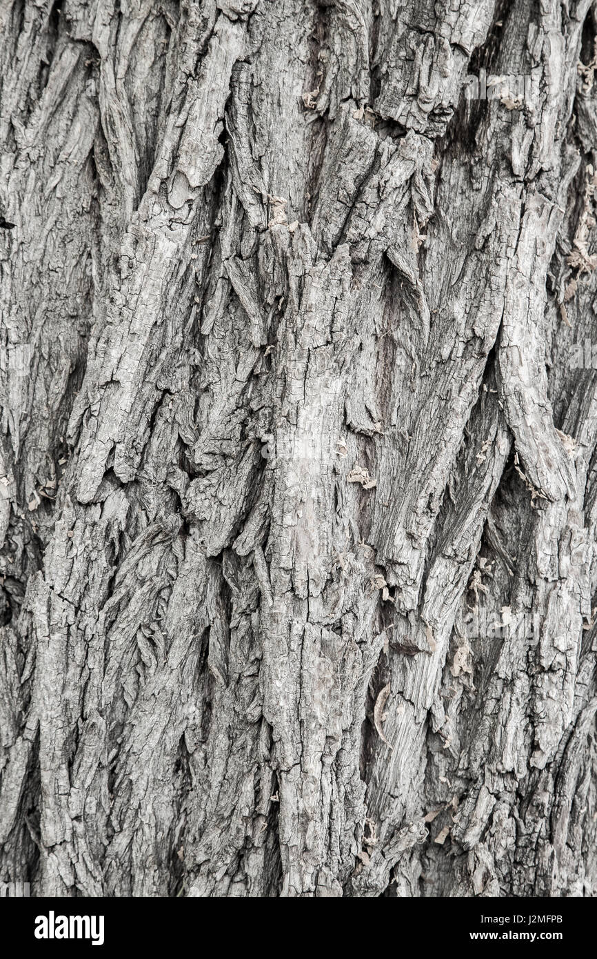 Root of tree Stock Photo - Alamy