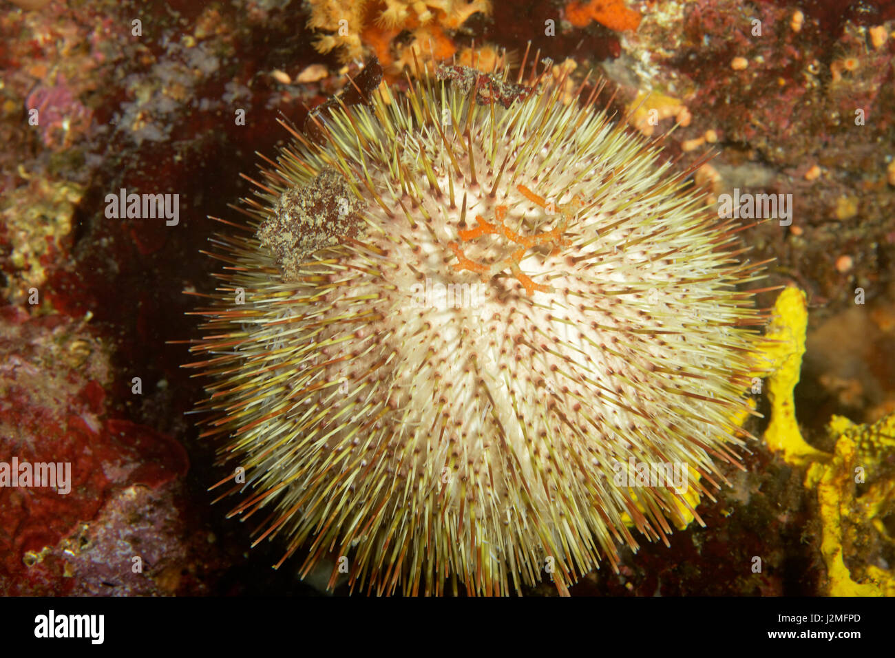 Deep sea benthos hi-res stock photography and images - Alamy