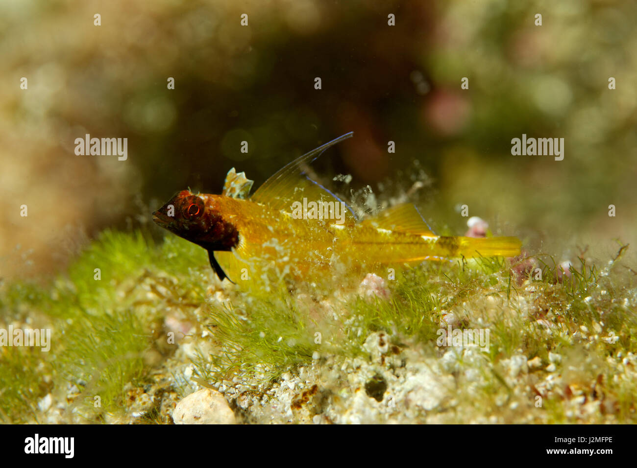 Deep sea benthos hi-res stock photography and images - Alamy