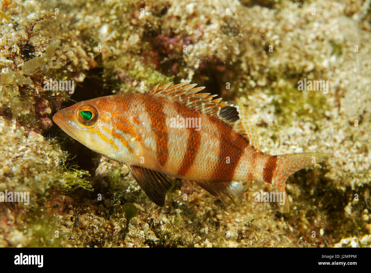 Deep sea benthos hi-res stock photography and images - Alamy
