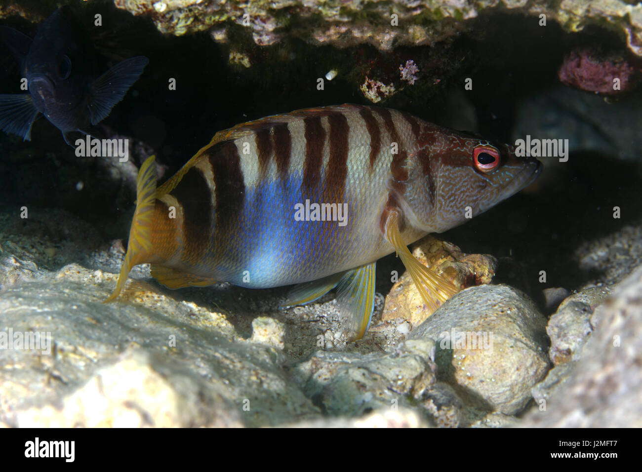 The painted comber in the Adriatic Sea, from Pag island Stock Photo - Alamy