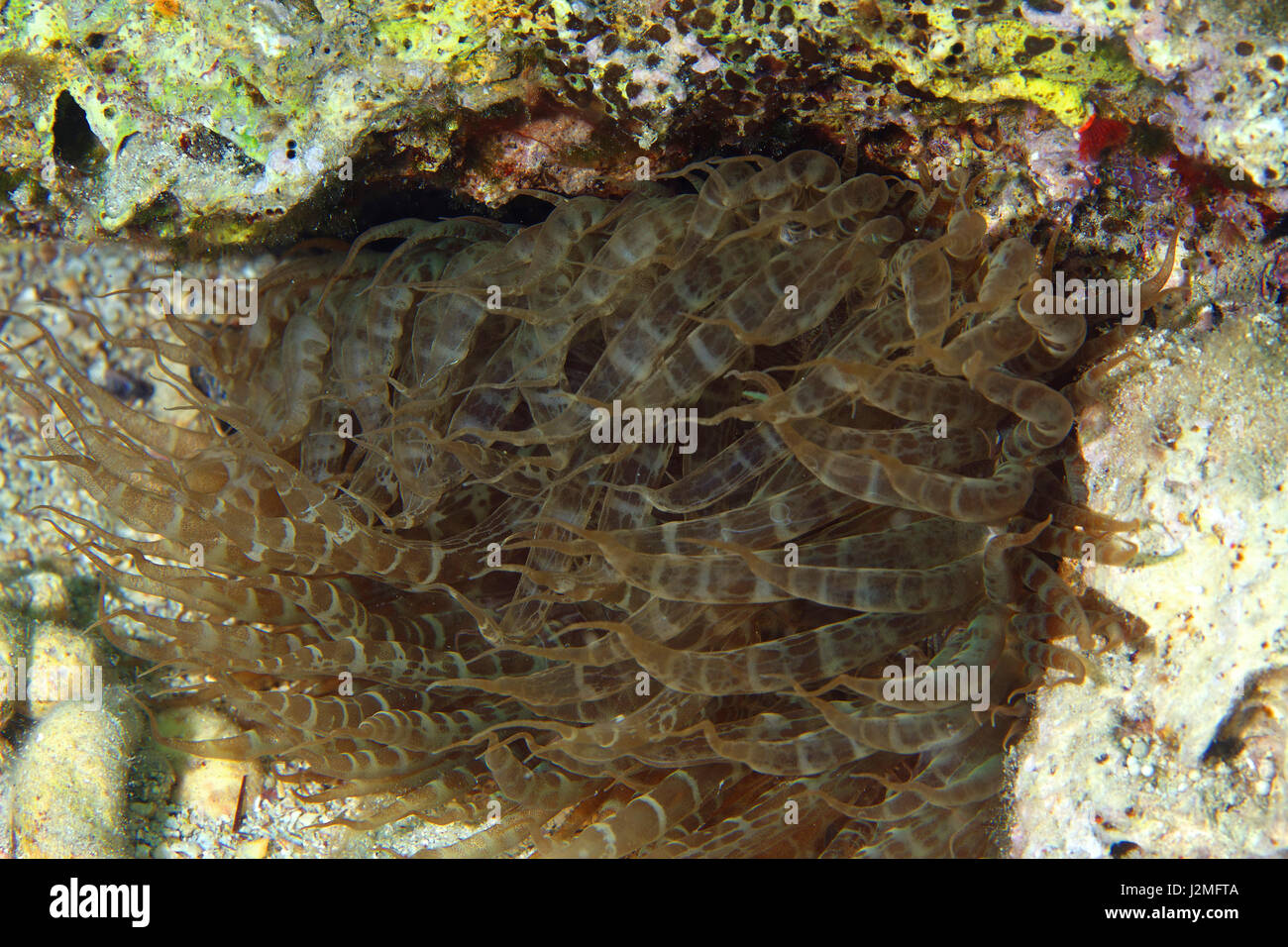 Deep sea benthos hi-res stock photography and images - Alamy