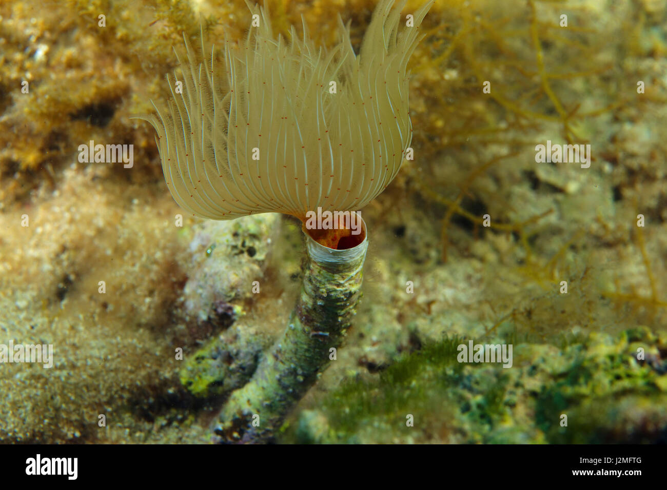 Deep sea benthos hi-res stock photography and images - Alamy