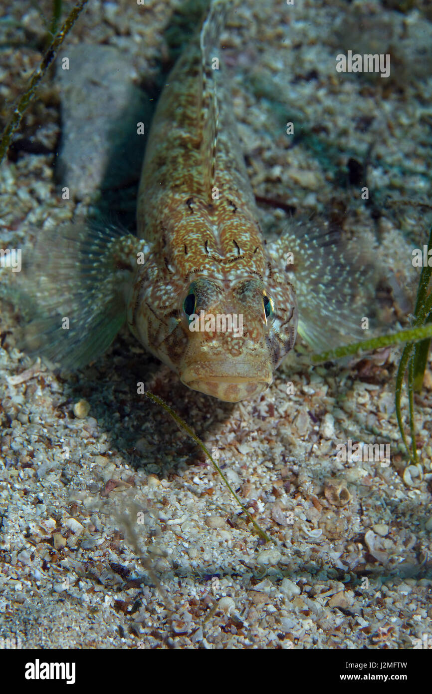 Deep sea benthos hi-res stock photography and images - Alamy