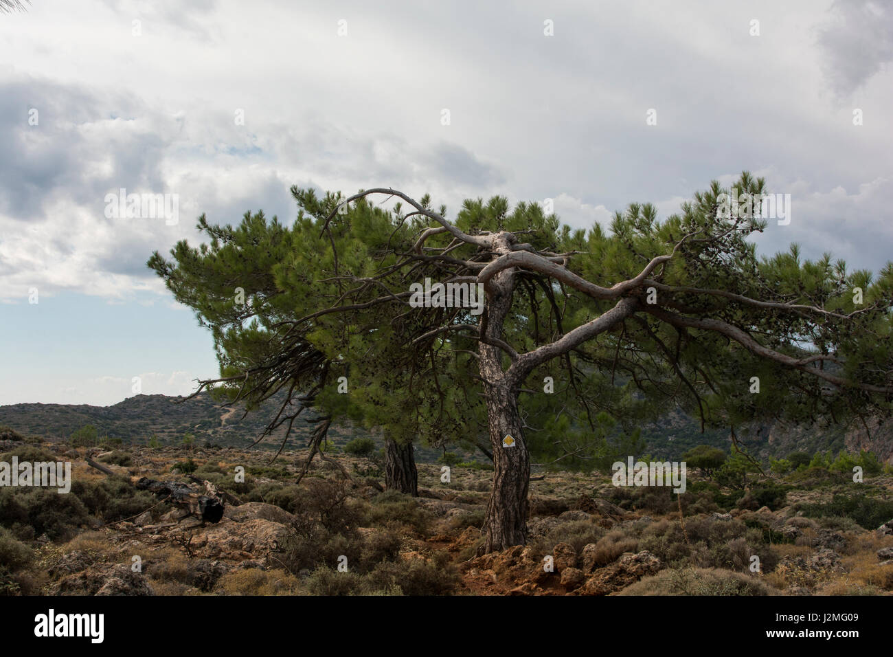 The Aleppo Pine is growing around the Mediterranean Coast as here in ...