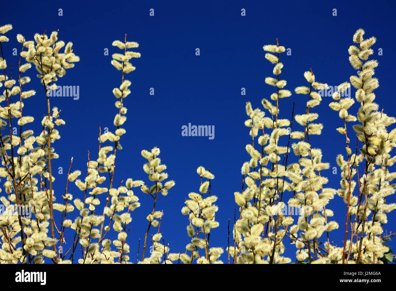 Catkin bush flowering with blue sky Stock Photo - Alamy